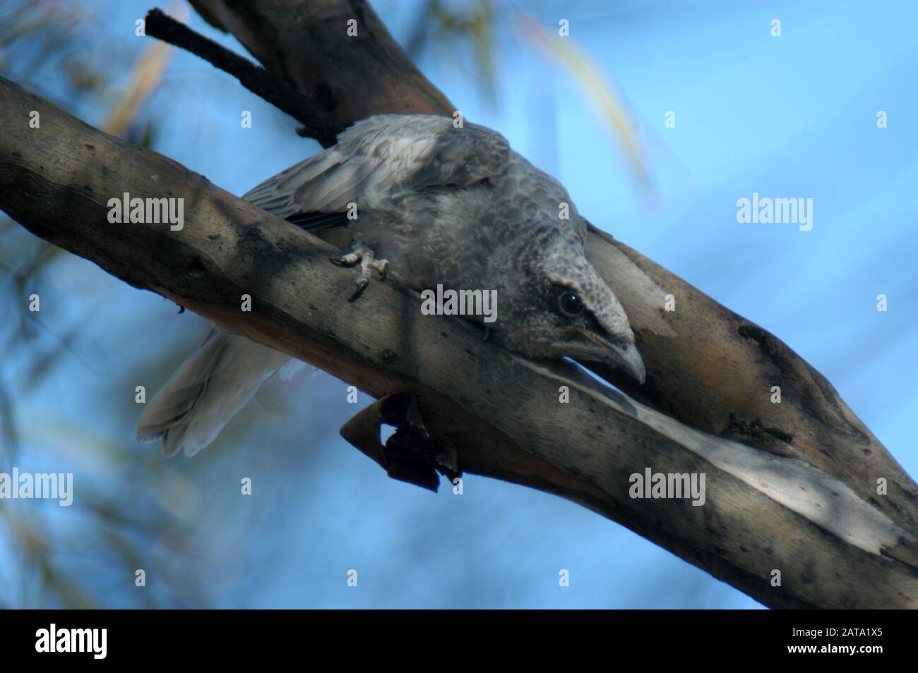 Black face cuckoo shrike (Coracina novaehollandiae) Western Australia ...