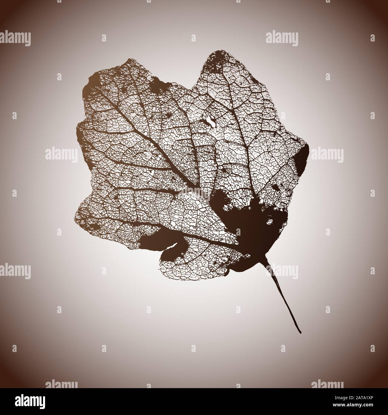 Vector Aspen Leaf Structure Skeletons with Veins Stock Vector Image ...