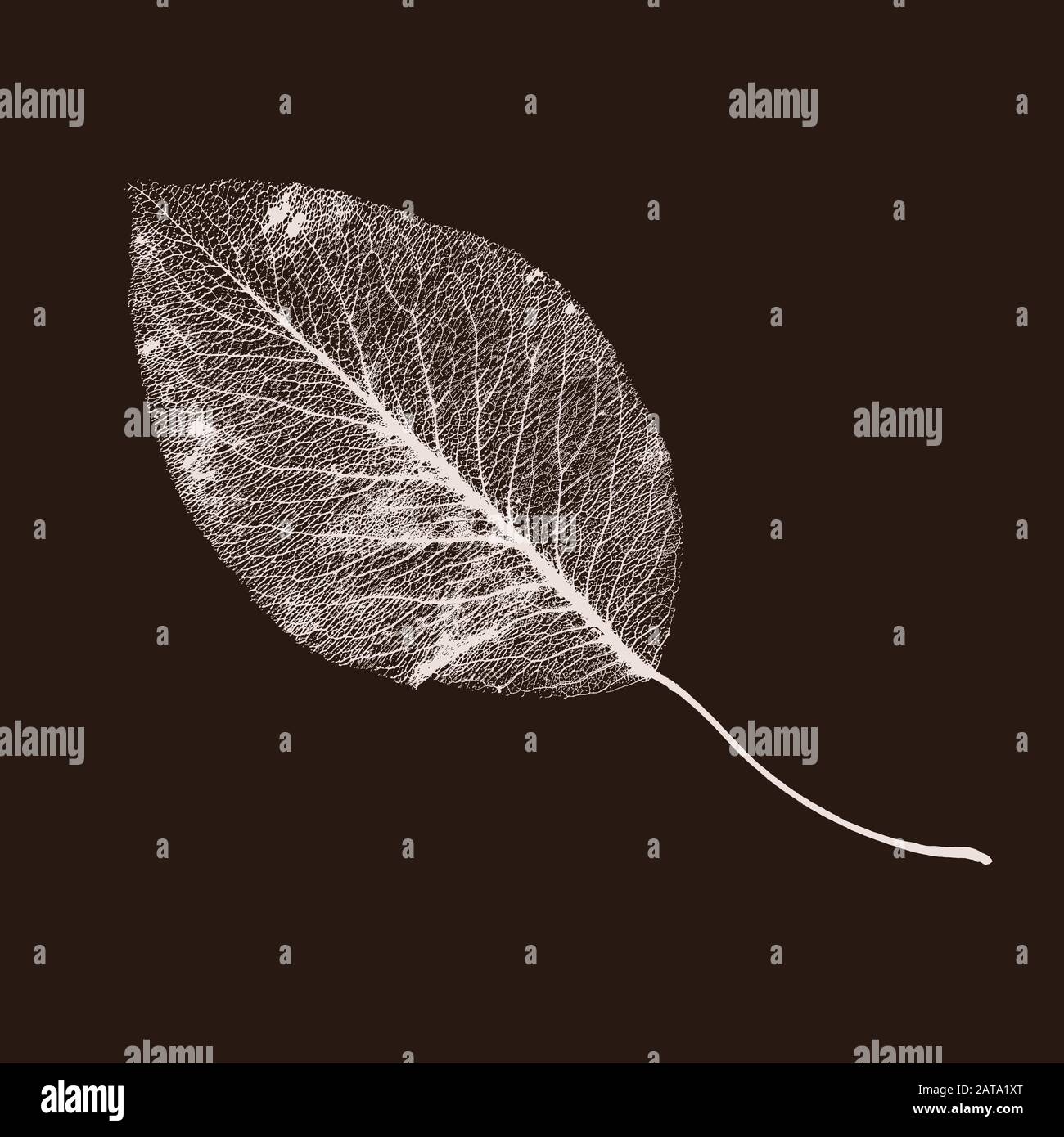 Vector Pear-tree Leaf Structure Skeletons with Veins Stock Vector Image ...