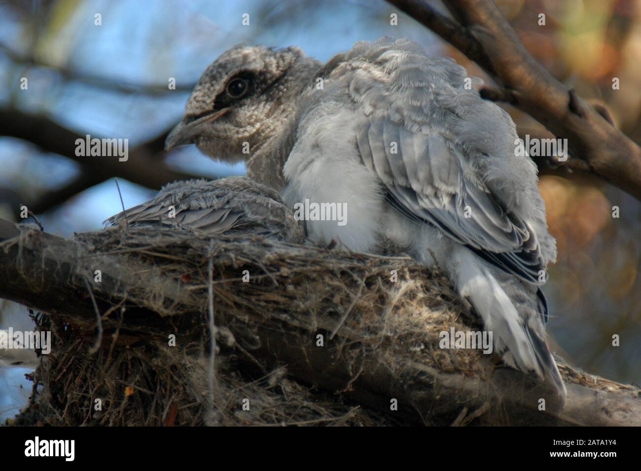 Black face cuckoo shrike (Coracina novaehollandiae) chick in the nest ...