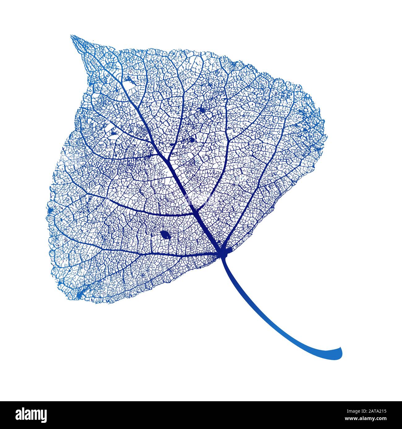 Vector Poplar Leaf Structure Skeletons with Veins Stock Vector Image ...