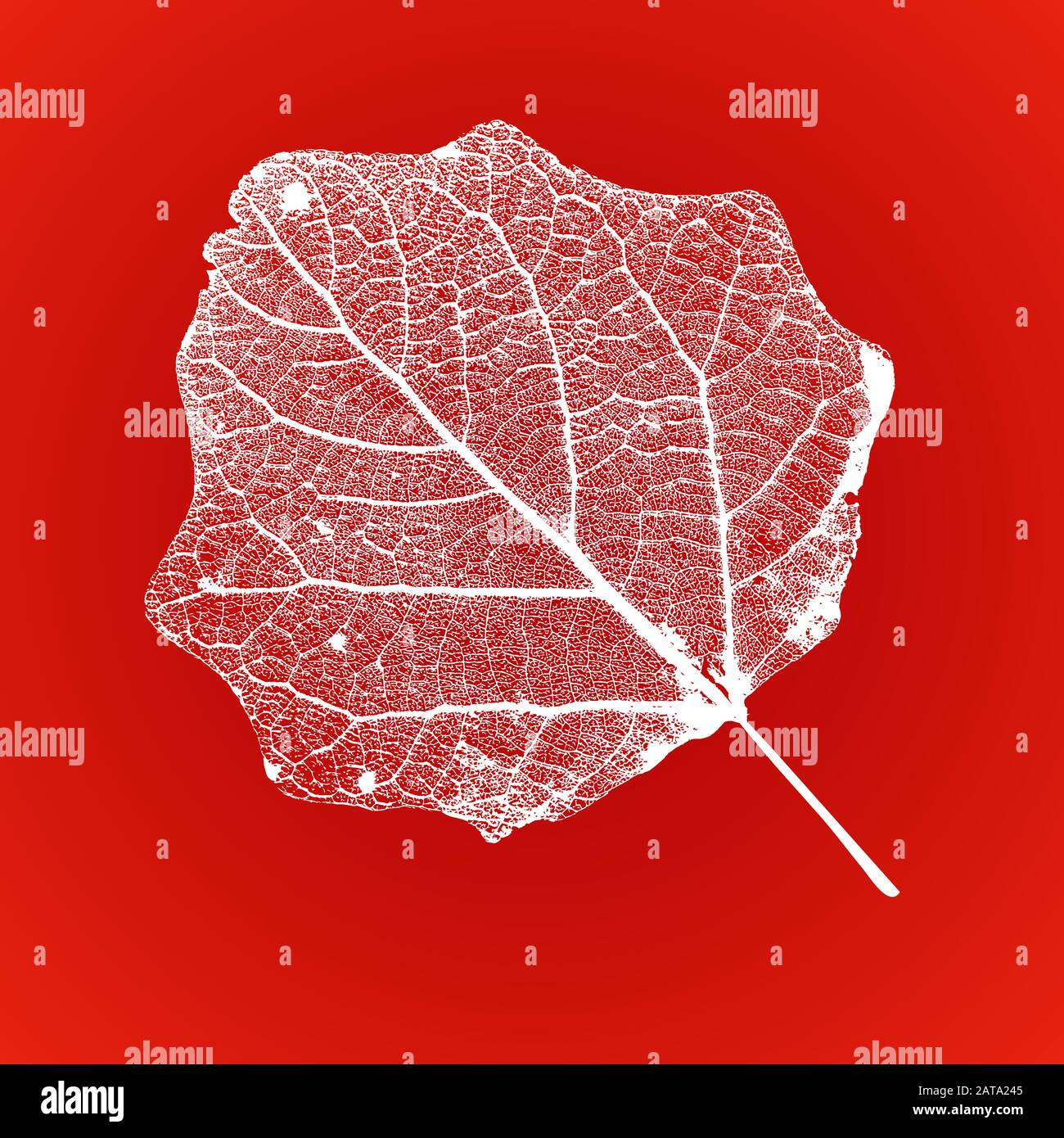 Vector Aspen Leaf Structure Skeletons with Veins Stock Vector Image ...