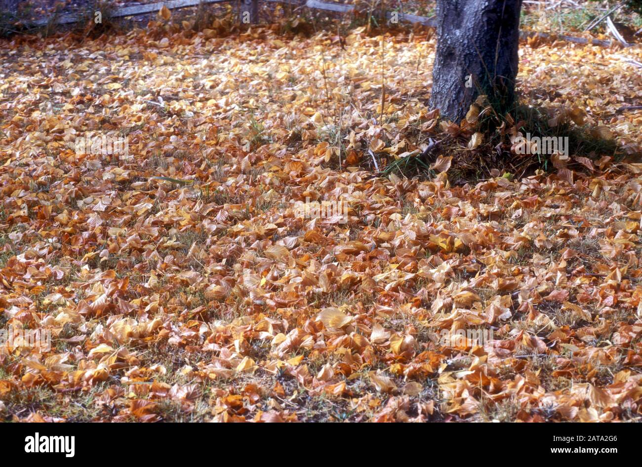 FALLEN AUTUMN LEAVES ON LAWN AREA AROUND BASE OF TREE, AUSTRALIA Stock ...