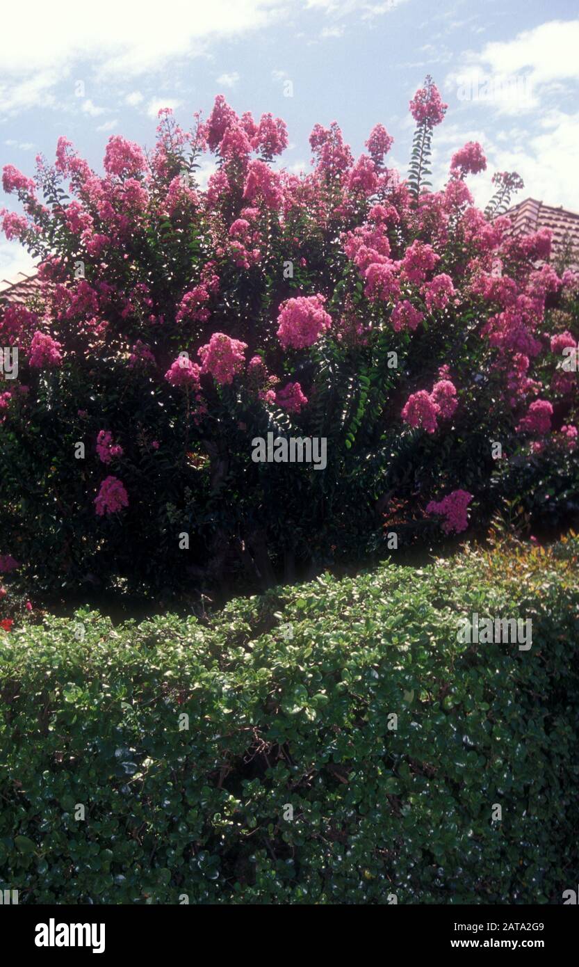 Lagerstroemia garden hi-res stock photography and images - Alamy