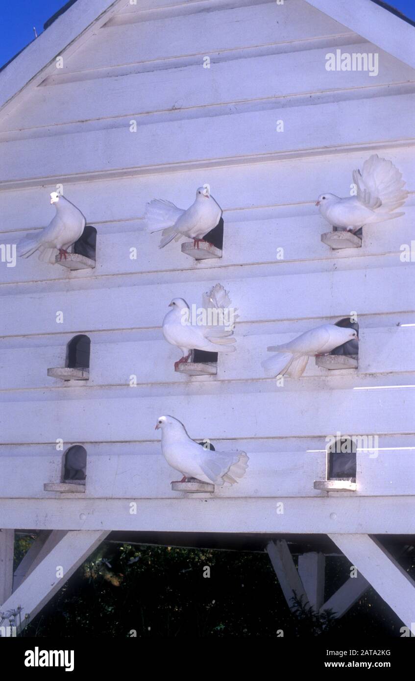 WHITE TIMBER DOVECOTE (DOVECOT OR DOOCOT) AND WHITE DOVES Stock Photo ...