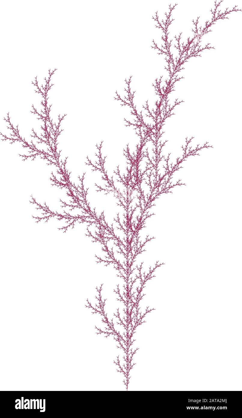 Flat Vector Computer Generated L-system Branching Fractal - Isolated Seaweed - Generative Art ...
