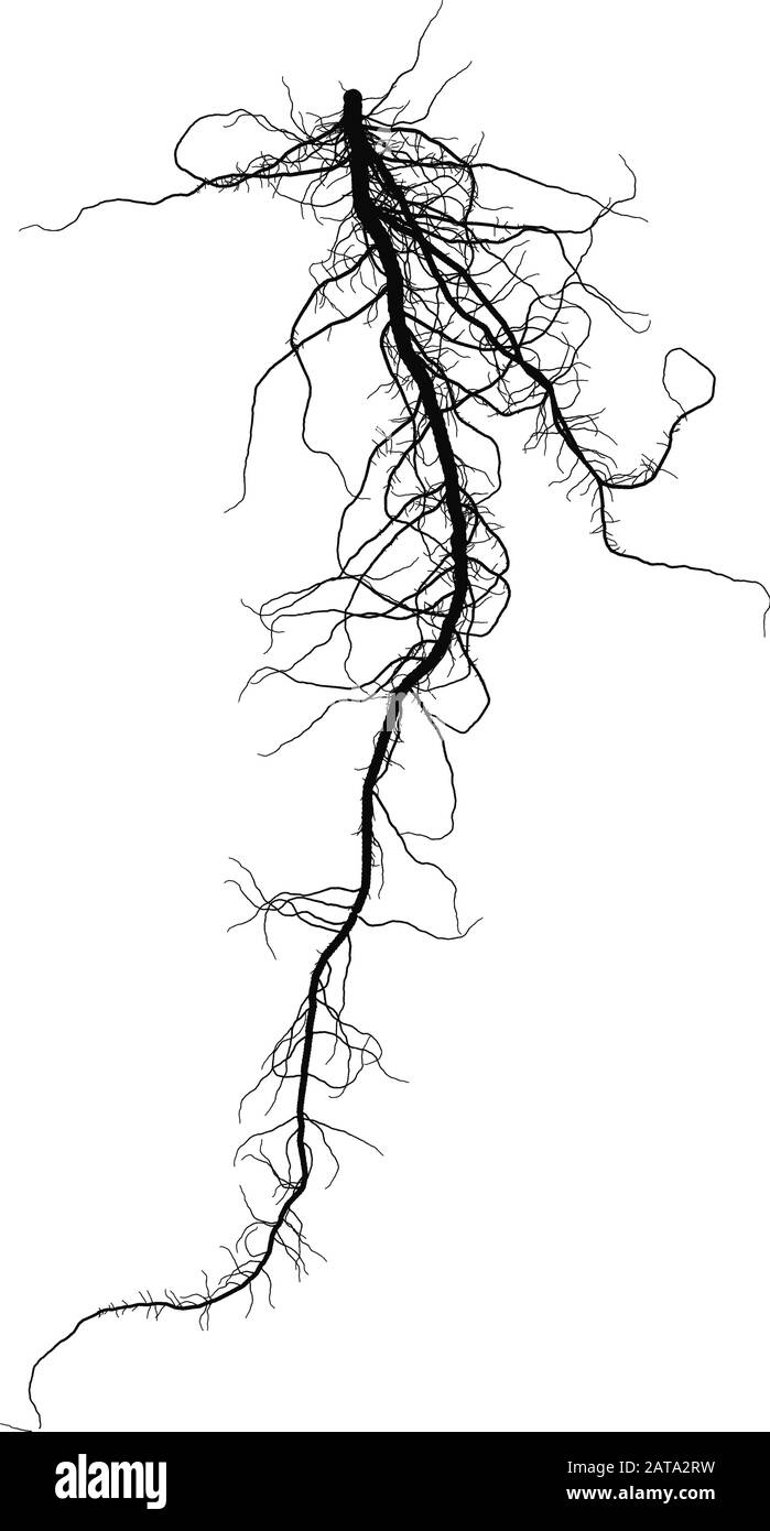 Rootstock tree Black and White Stock Photos & Images - Alamy