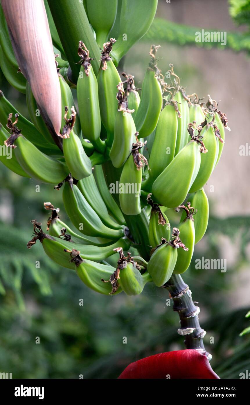 Bananas growing in a bunch still green Stock Photo - Alamy