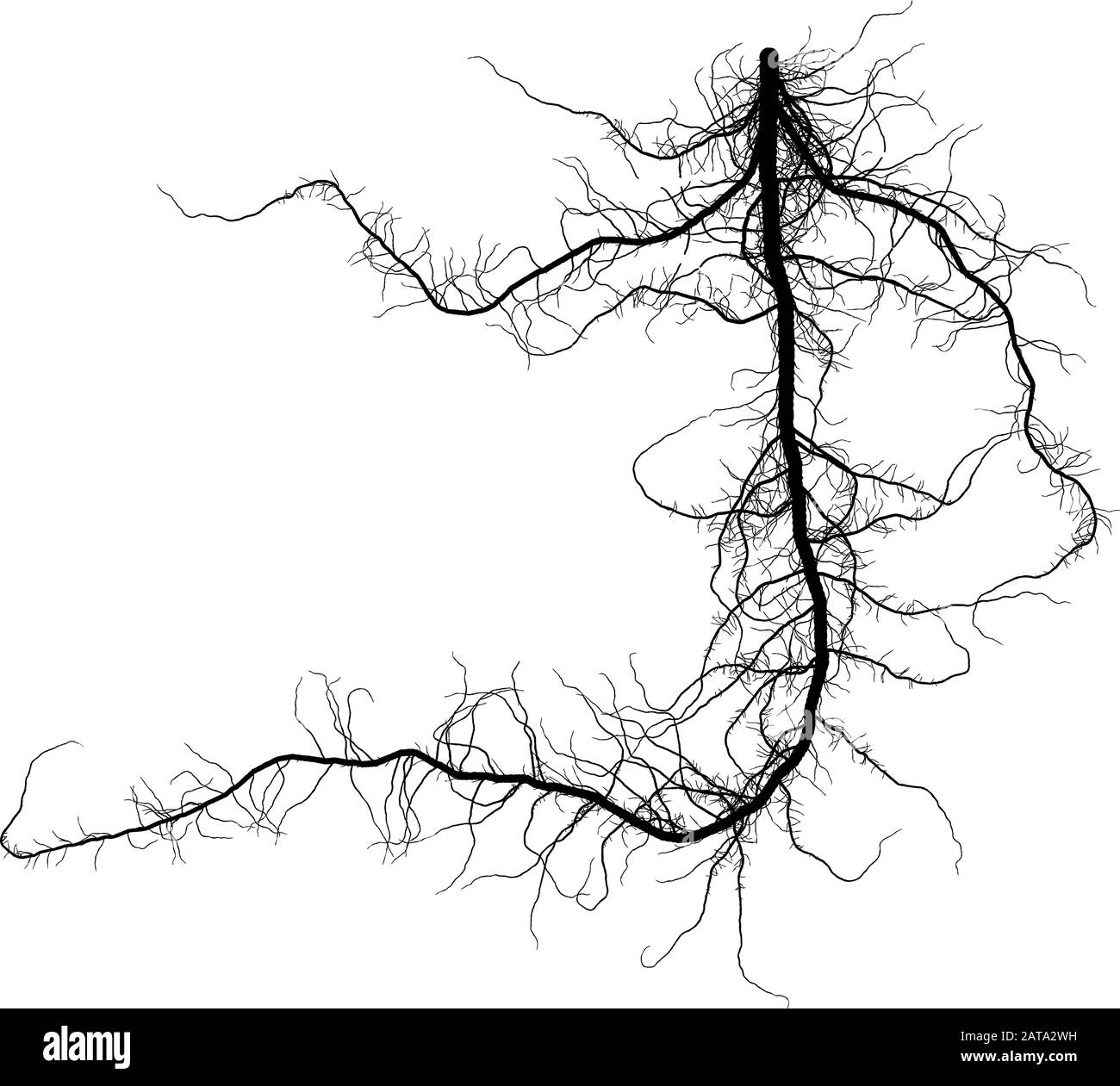 Black Root System - Taproot - Vector Illustration Stock Vector Image ... Black Root System - Taproot - Vector Illustration Stock Vector Image ...