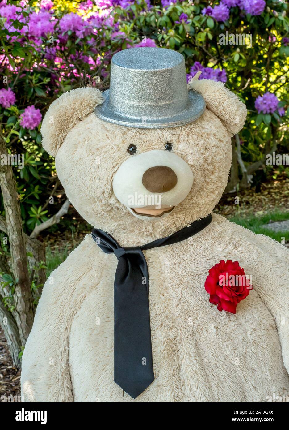 groom teddy bear wedding portrait outdoors, ready for his bear wedding ...