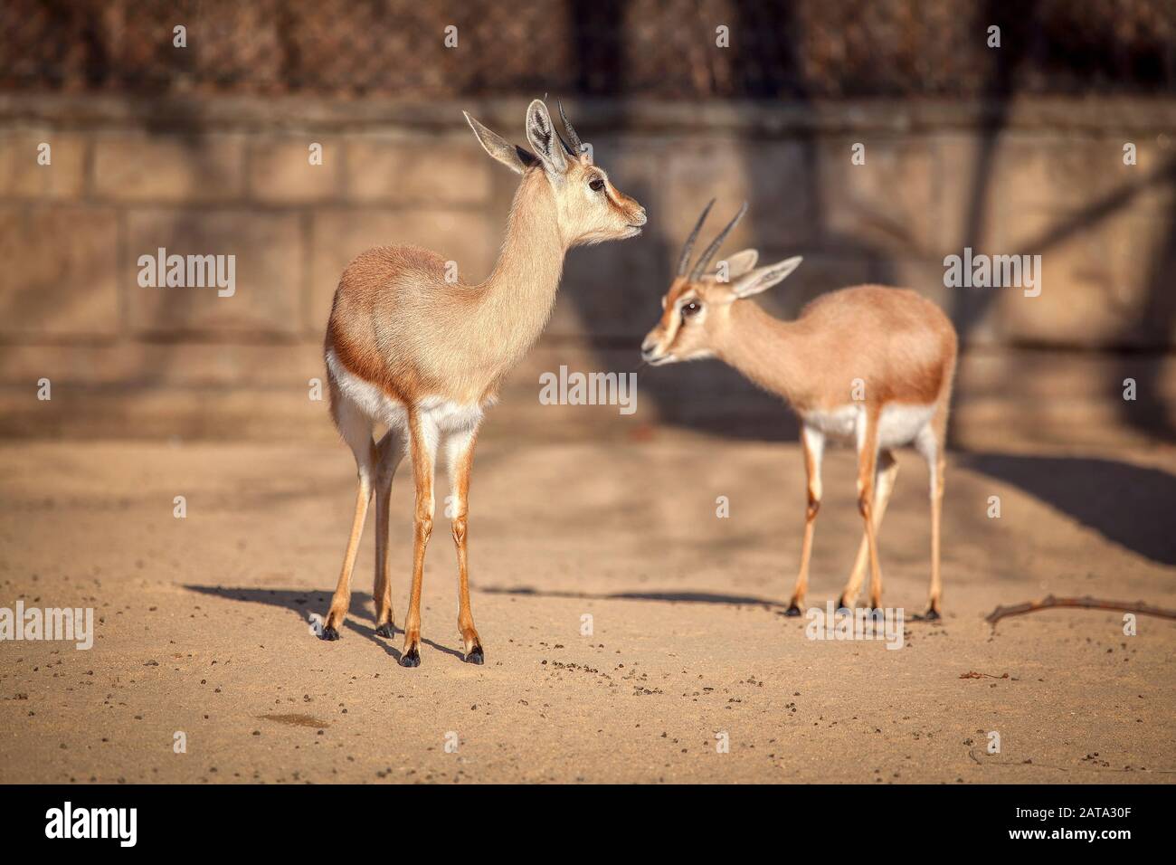 two young antelopes in the zoo Stock Photo - Alamy