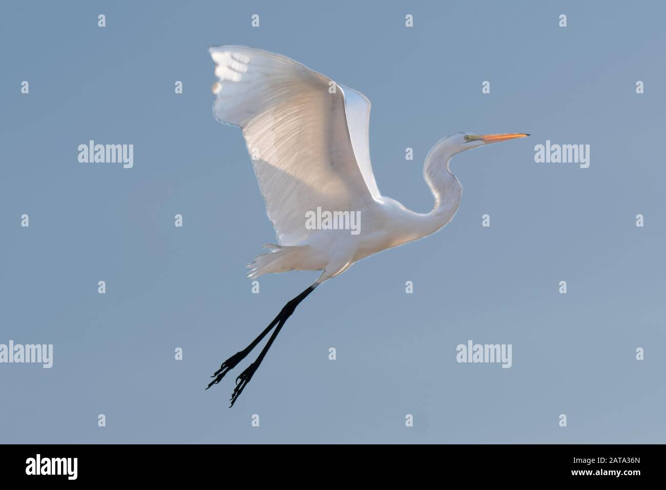 Balboa landing hi-res stock photography and images - Alamy