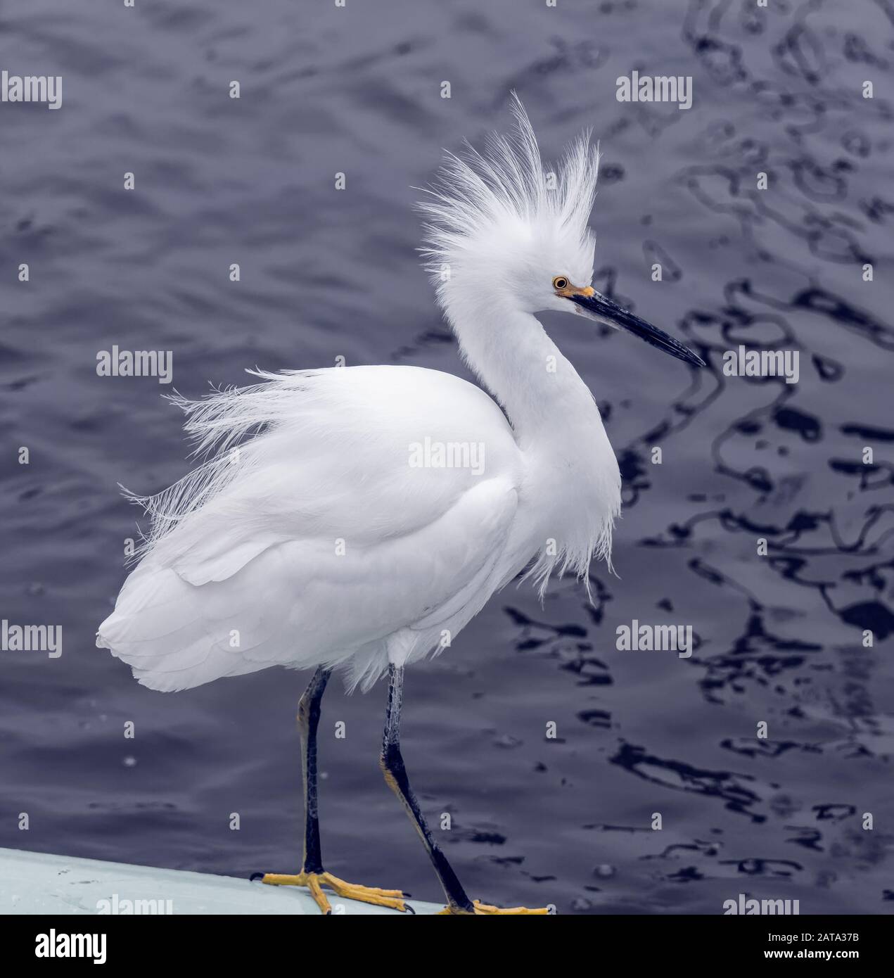 Balboa landing hi-res stock photography and images - Alamy