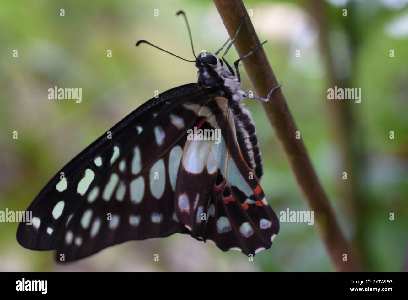 A common jay butterfly (Graphium doson) perched on a branch of alamanda ...
