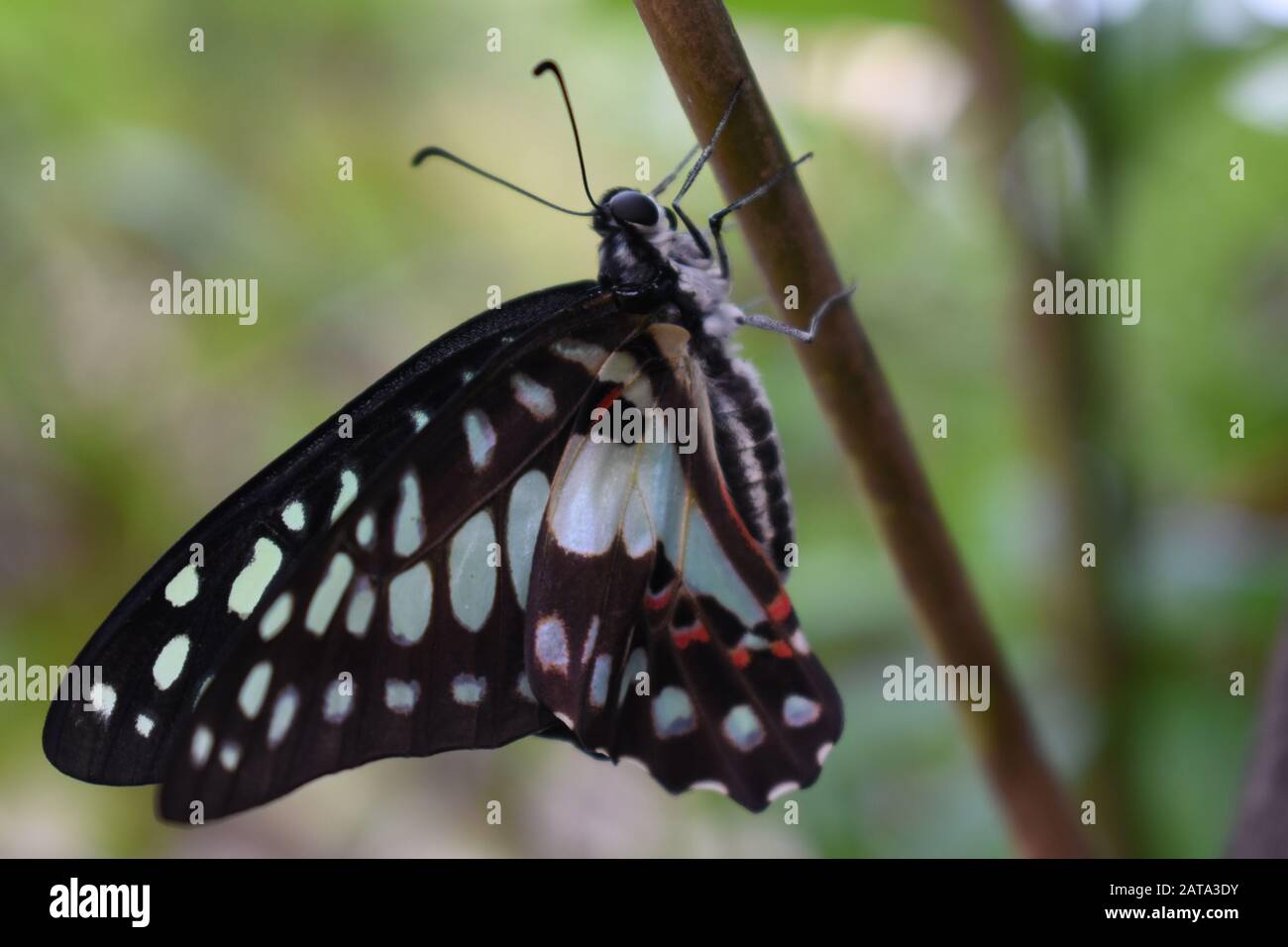 A common jay butterfly (Graphium doson) perched on a branch of alamanda ...
