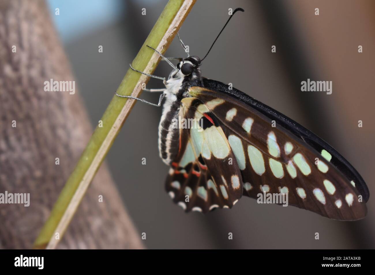 A common jay butterfly (Graphium doson) perched on a branch of alamanda ...