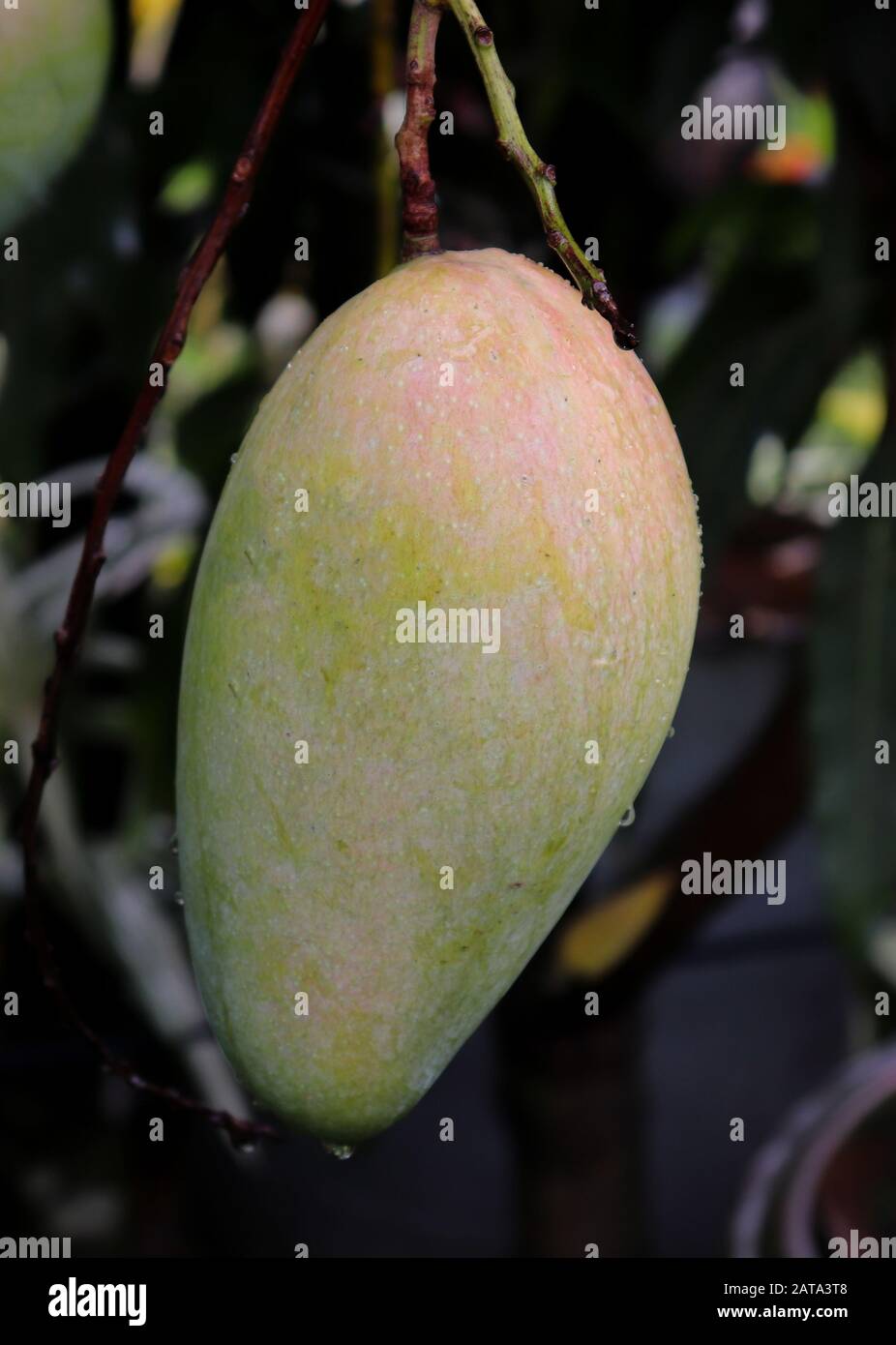 Green Yellow Mango Fruit on Mango Tree. Beautiful Mango Stock Photo - Alamy