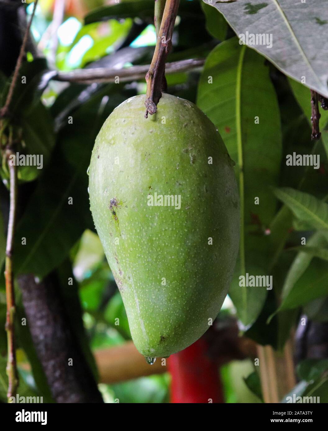 Green Mango Fruit on Mango Tree. Beautiful Green Mango Stock Photo - Alamy