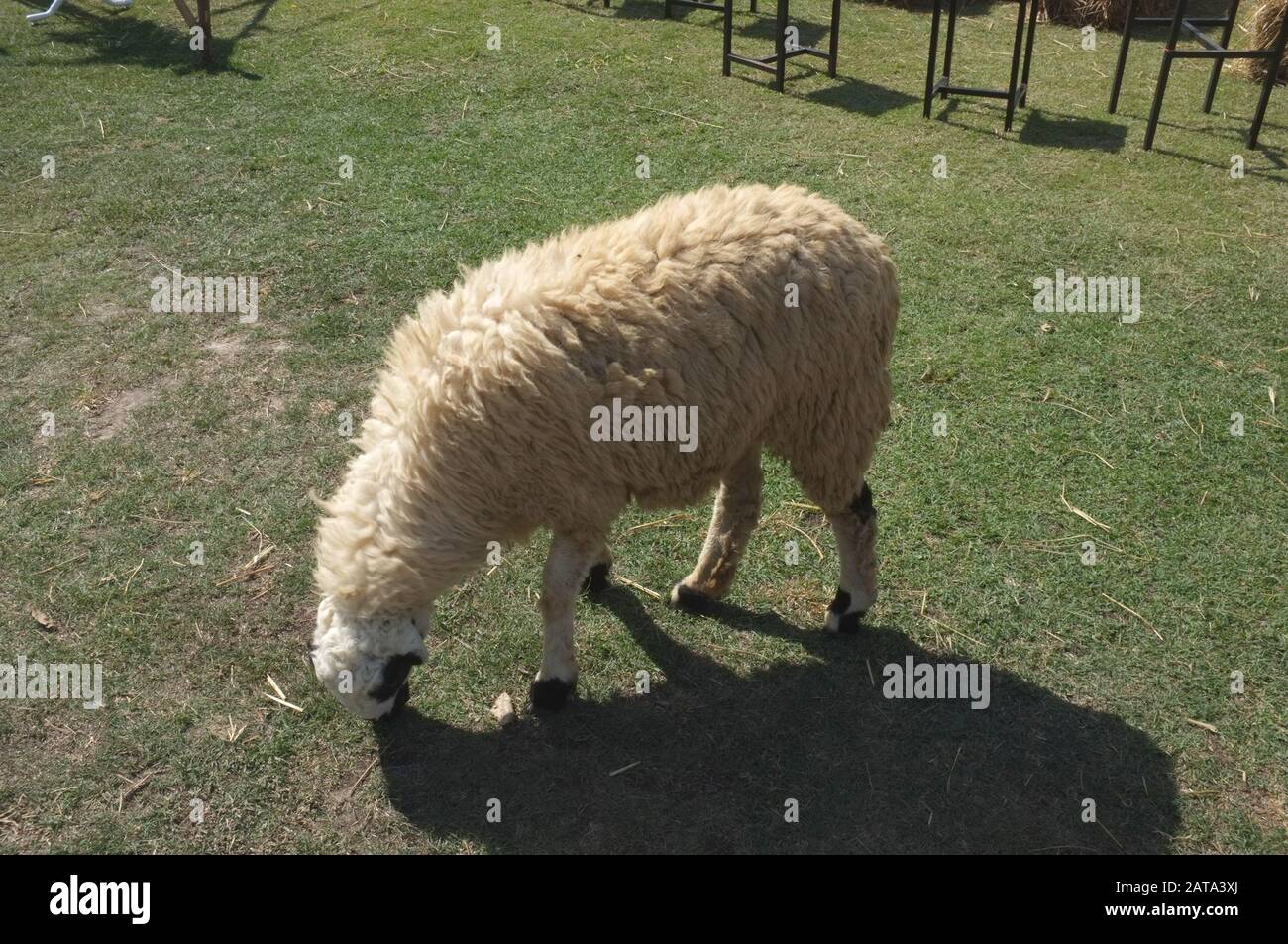 Sheep in natural environment hi-res stock photography and images - Alamy
