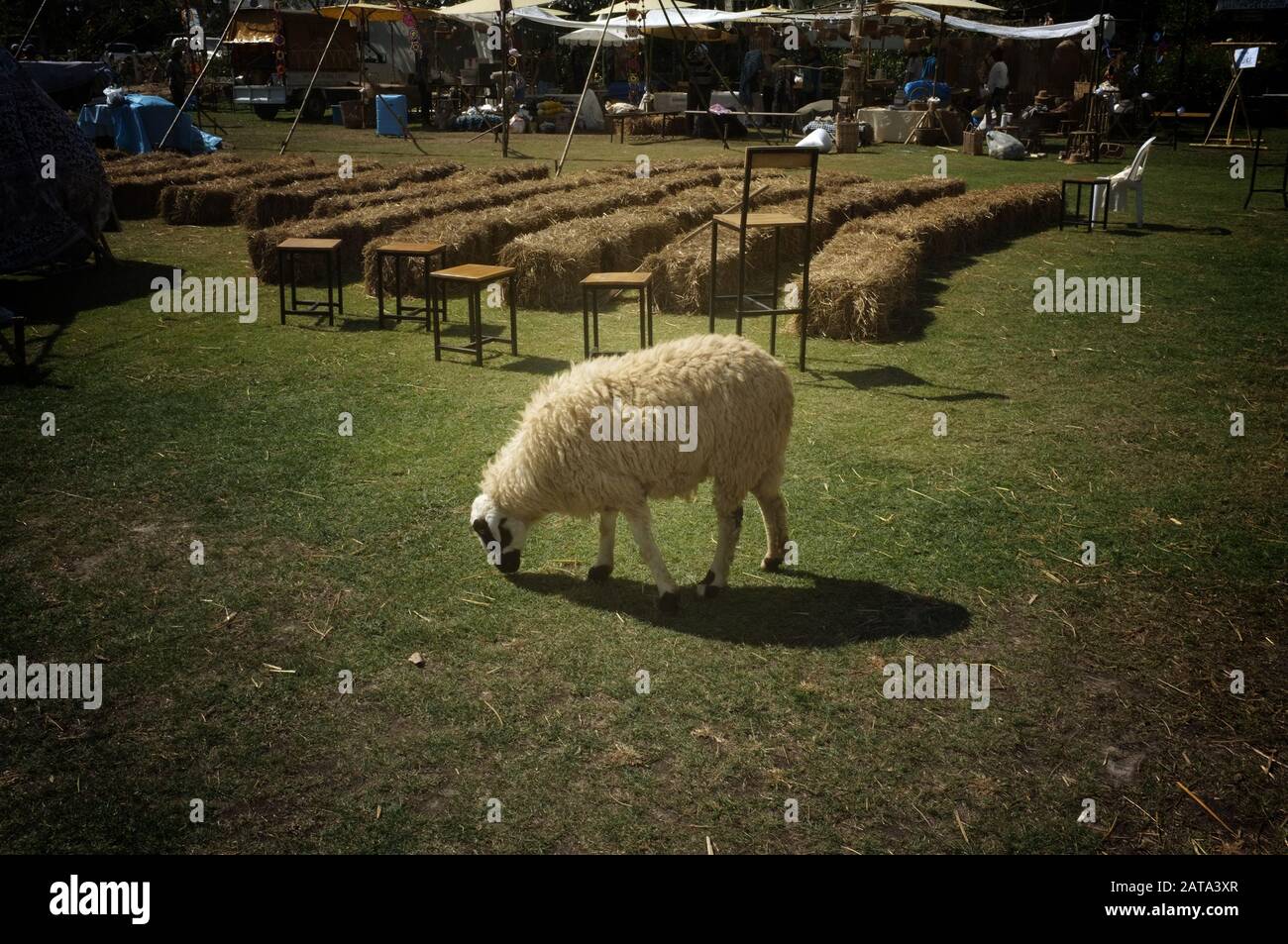 Sheep in a field , Cute sheep over dry grass field Stock Photo - Alamy
