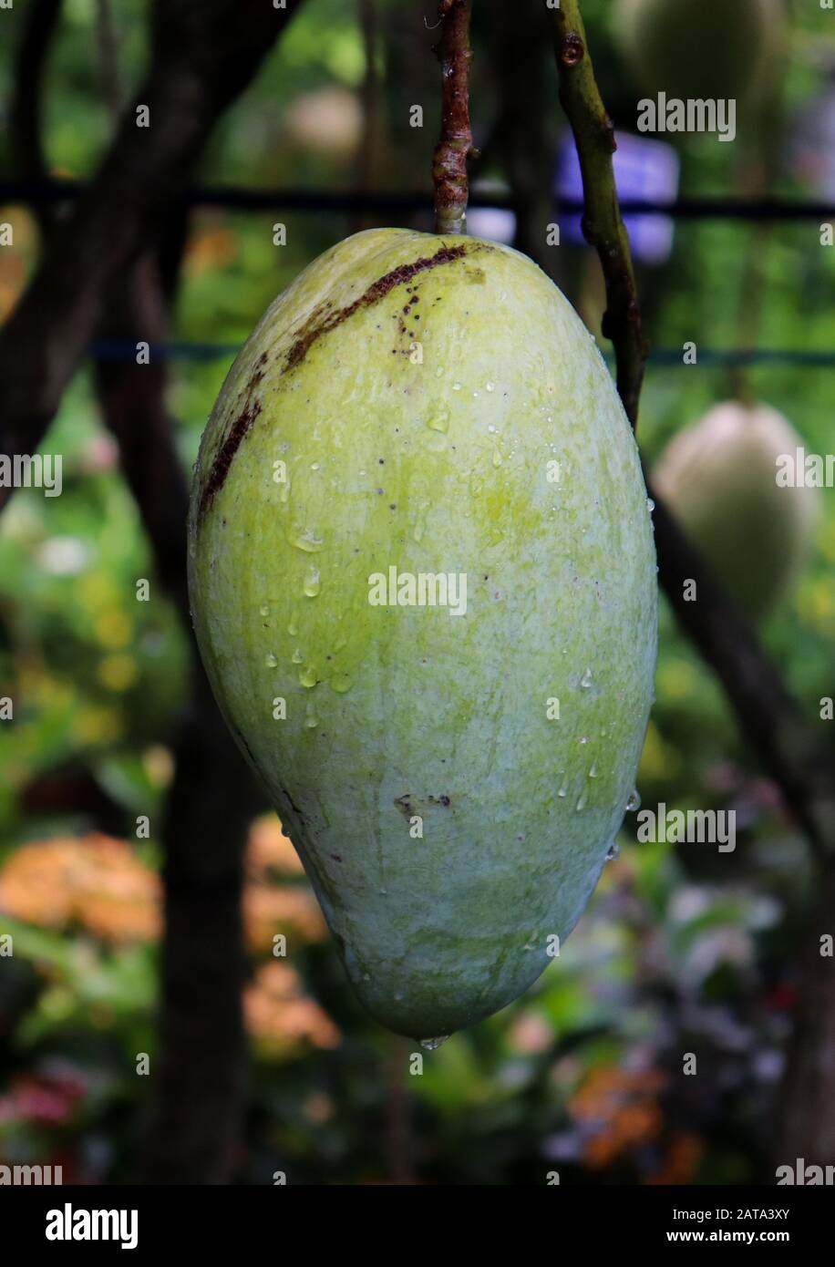 Close up of Mango fruit on a Mango tree Stock Photo - Alamy