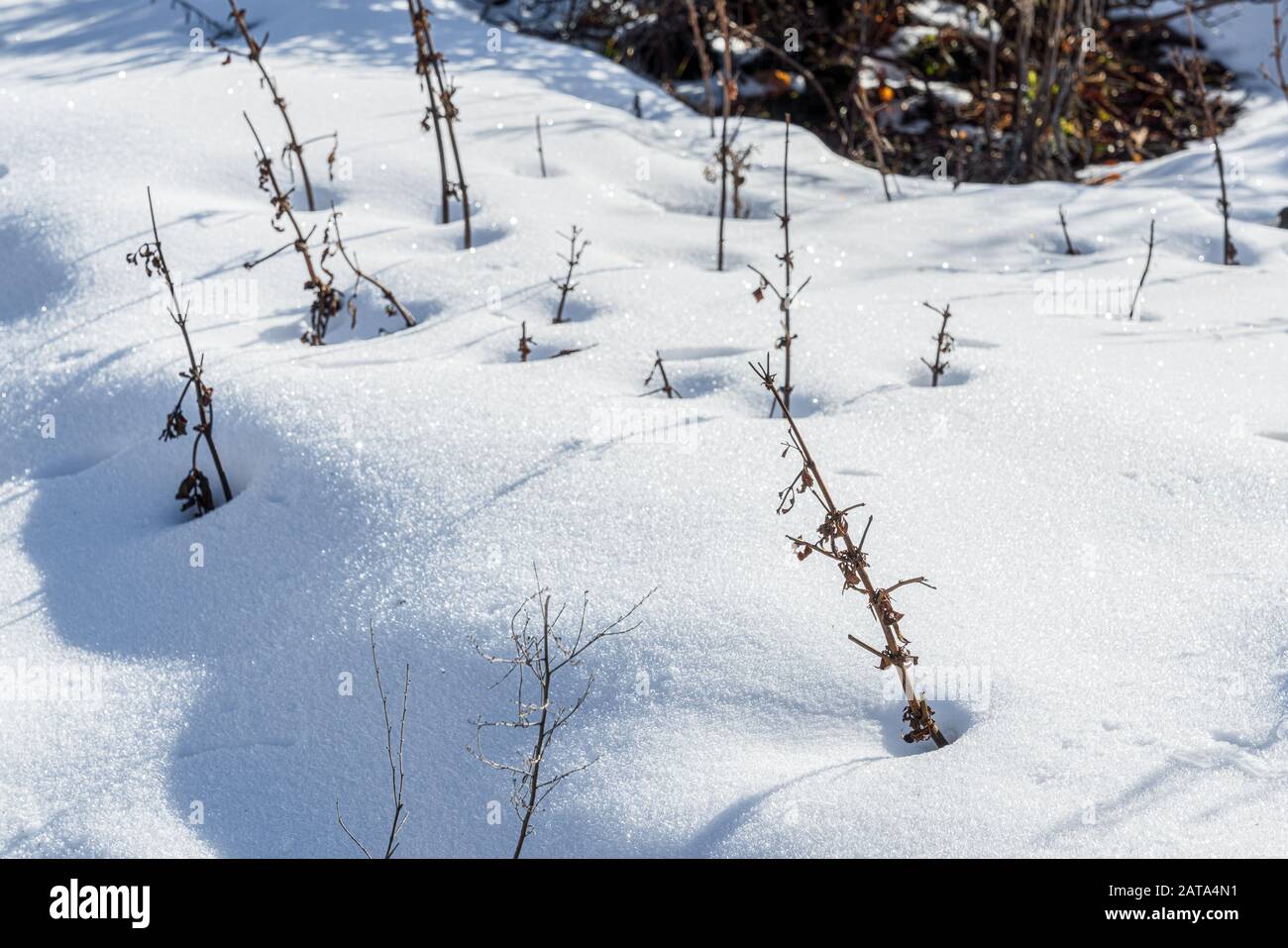 Footprints In The Snowy Garden High Resolution Stock Photography and ...