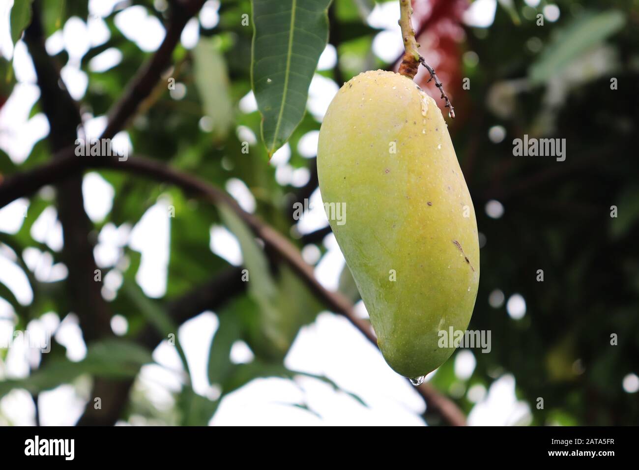Green Yellow Mango Fruit on Mango Tree. Beautiful Mango Stock Photo - Alamy
