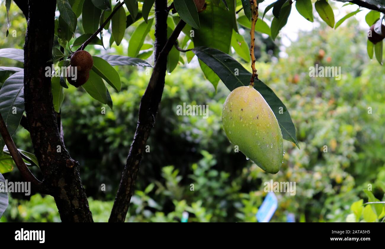 Mango Fruit. Green Mango Fruit on Mango Tree Stock Photo - Alamy
