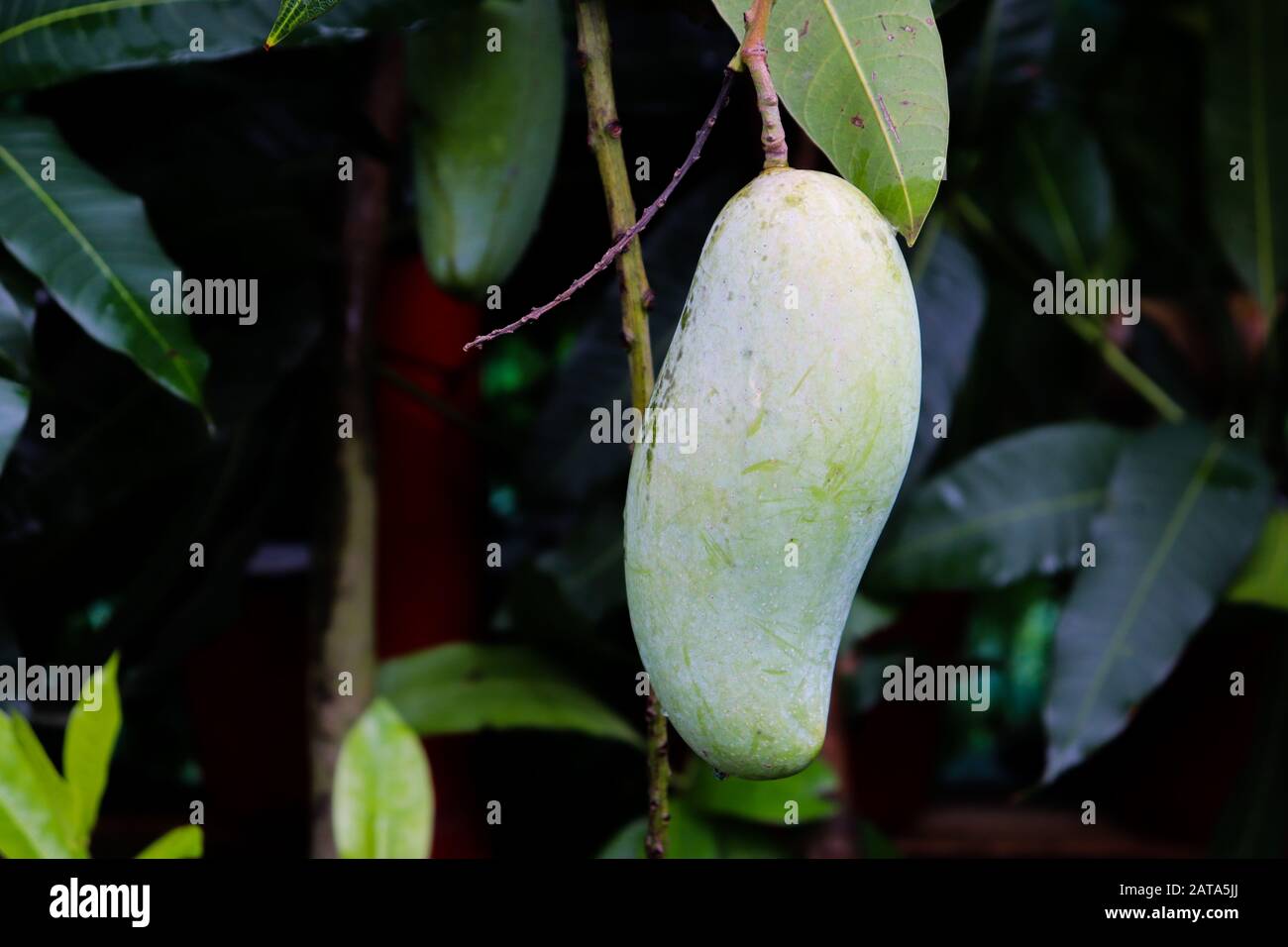 Mango Fruit. Green Mango Fruit on Mango Tree Stock Photo - Alamy