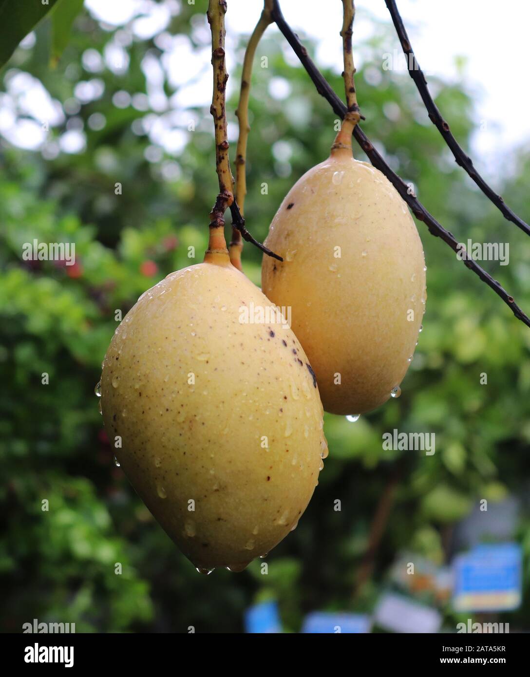Close up of Mango fruit on a Mango tree Stock Photo - Alamy