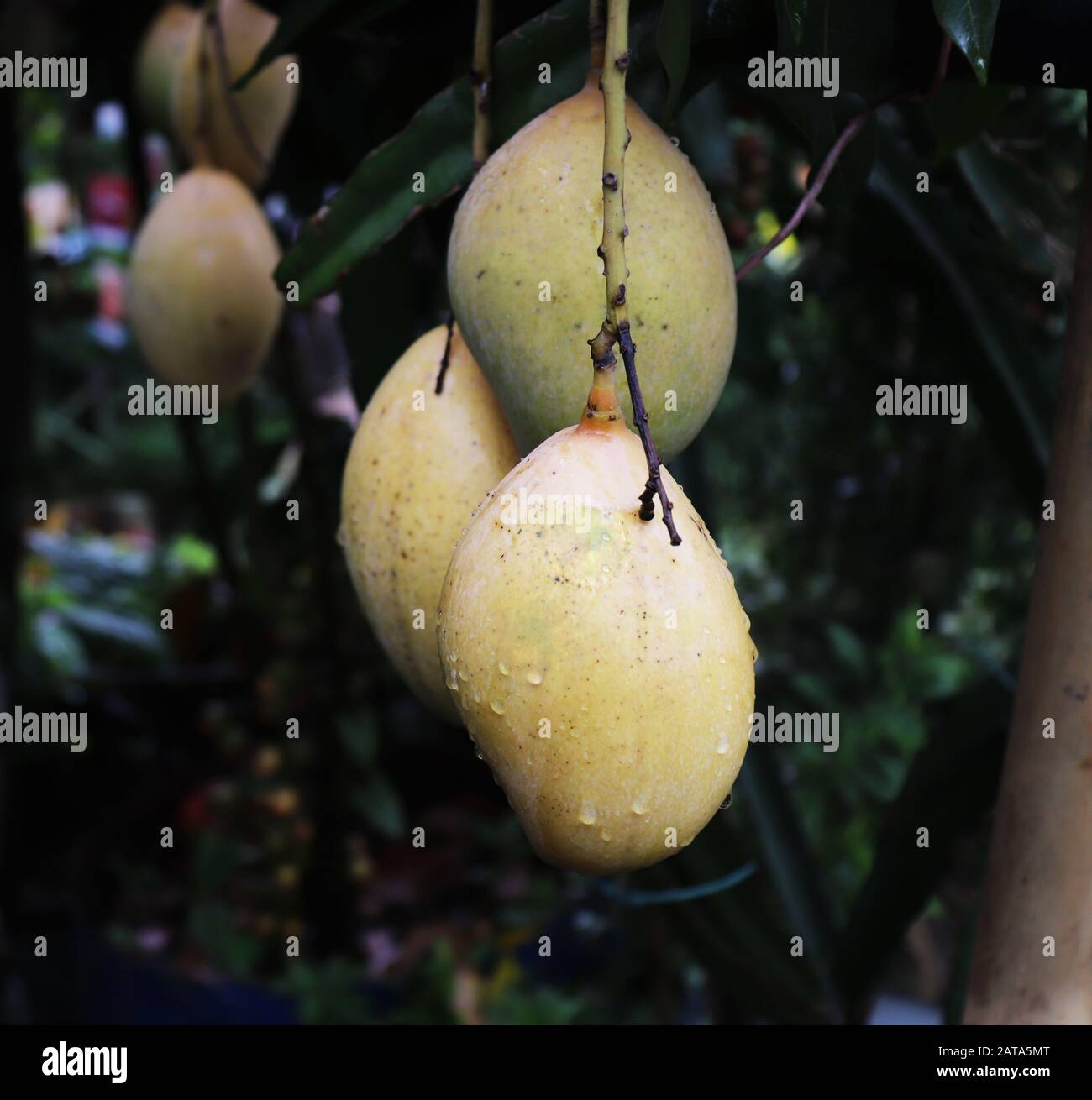 Bunch of Yellow Mango Fruit on Mango Tree. Beautiful Mango Stock Photo ...
