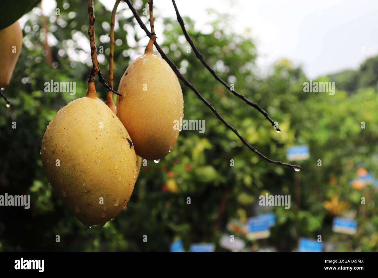 Isolated Close-up Green Mango tree with rain drop Stock Photo - Alamy
