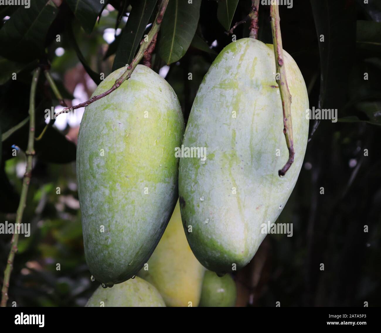 Green Mango Fruit on Mango Tree. Beautiful Mango Stock Photo - Alamy