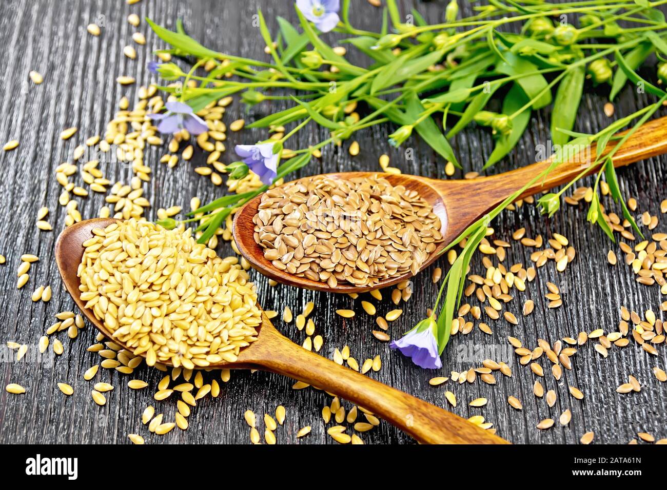 Linen seeds white and brown in two spoons, stalks of flax with blue ...