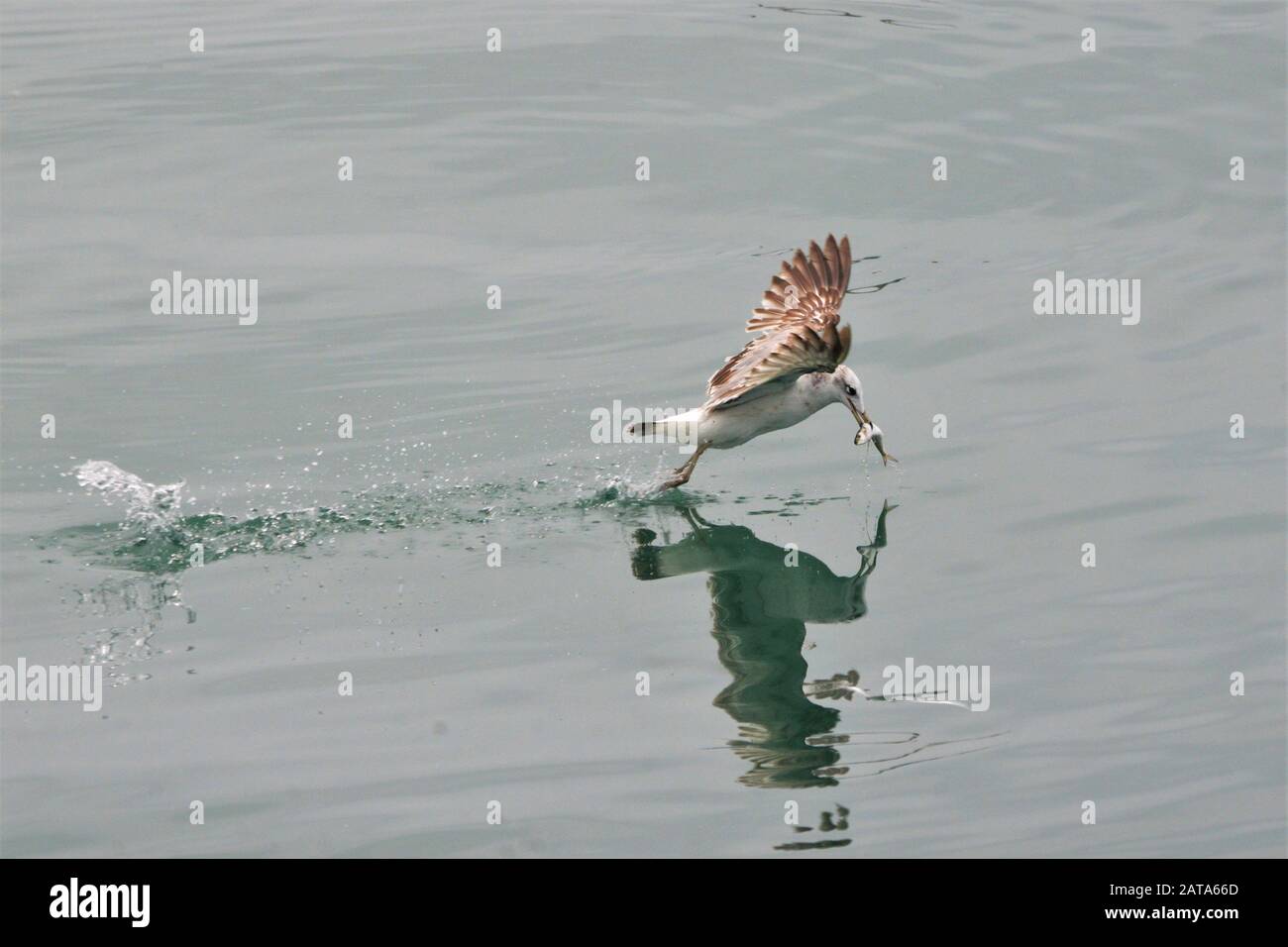 Flying seagull bird catching fishes Stock Photo - Alamy