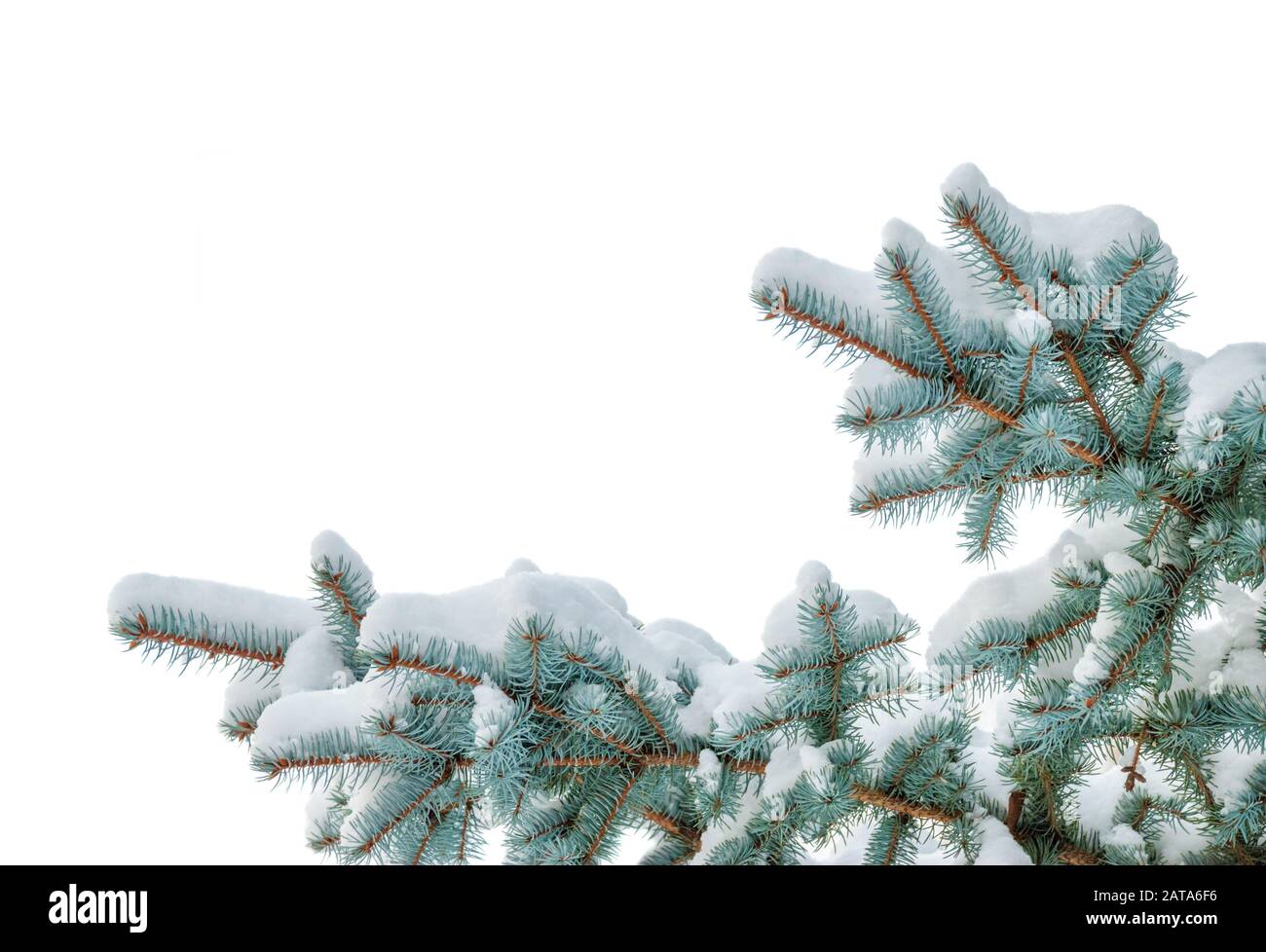 Winter branches of blue spruce covered with white fluffy snow isolated on a white background ...