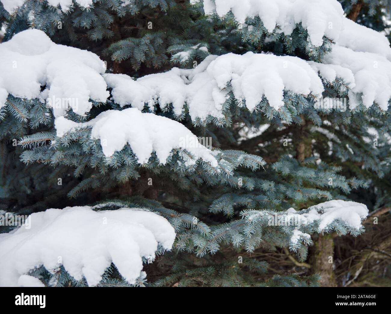 Branches of blue spruce, abundantly covered with snow during a snowfall ...