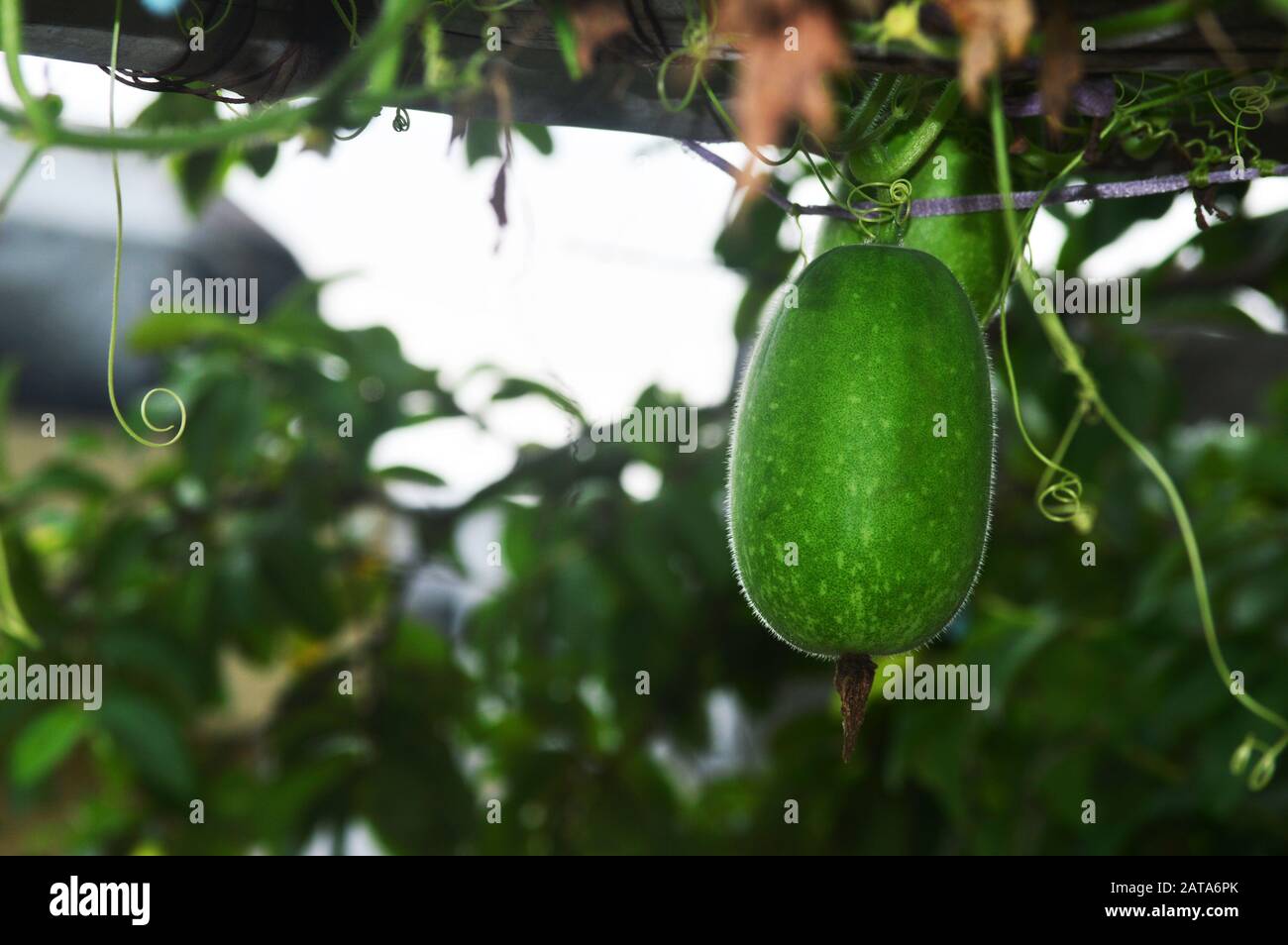 চালকুমড়া, জালিকুমড়া বা চালকুমরা এক প্রকার ফল জাতীয় সবজি। Benincasa ...