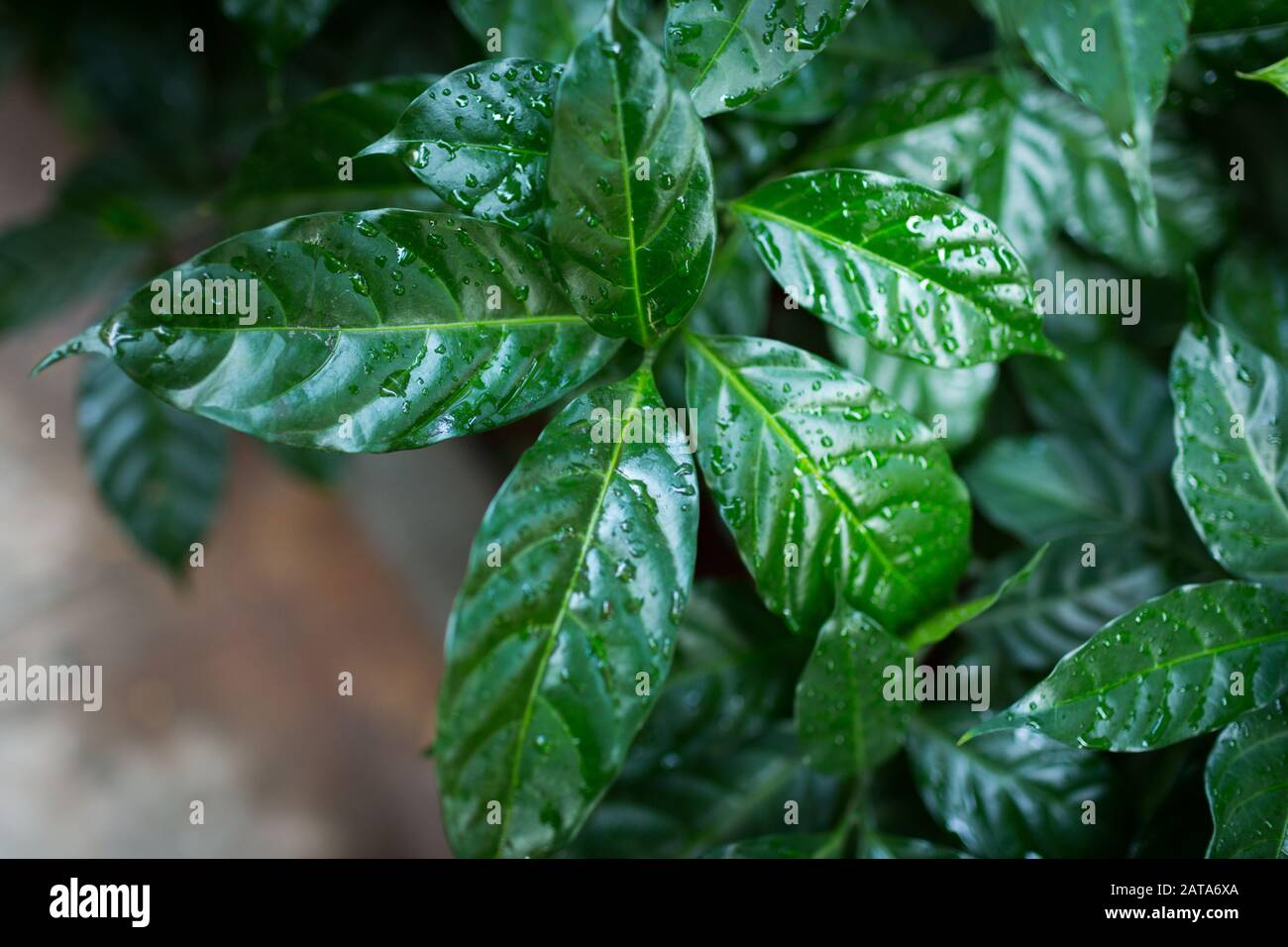 Mogra hi-res stock photography and images - Alamy