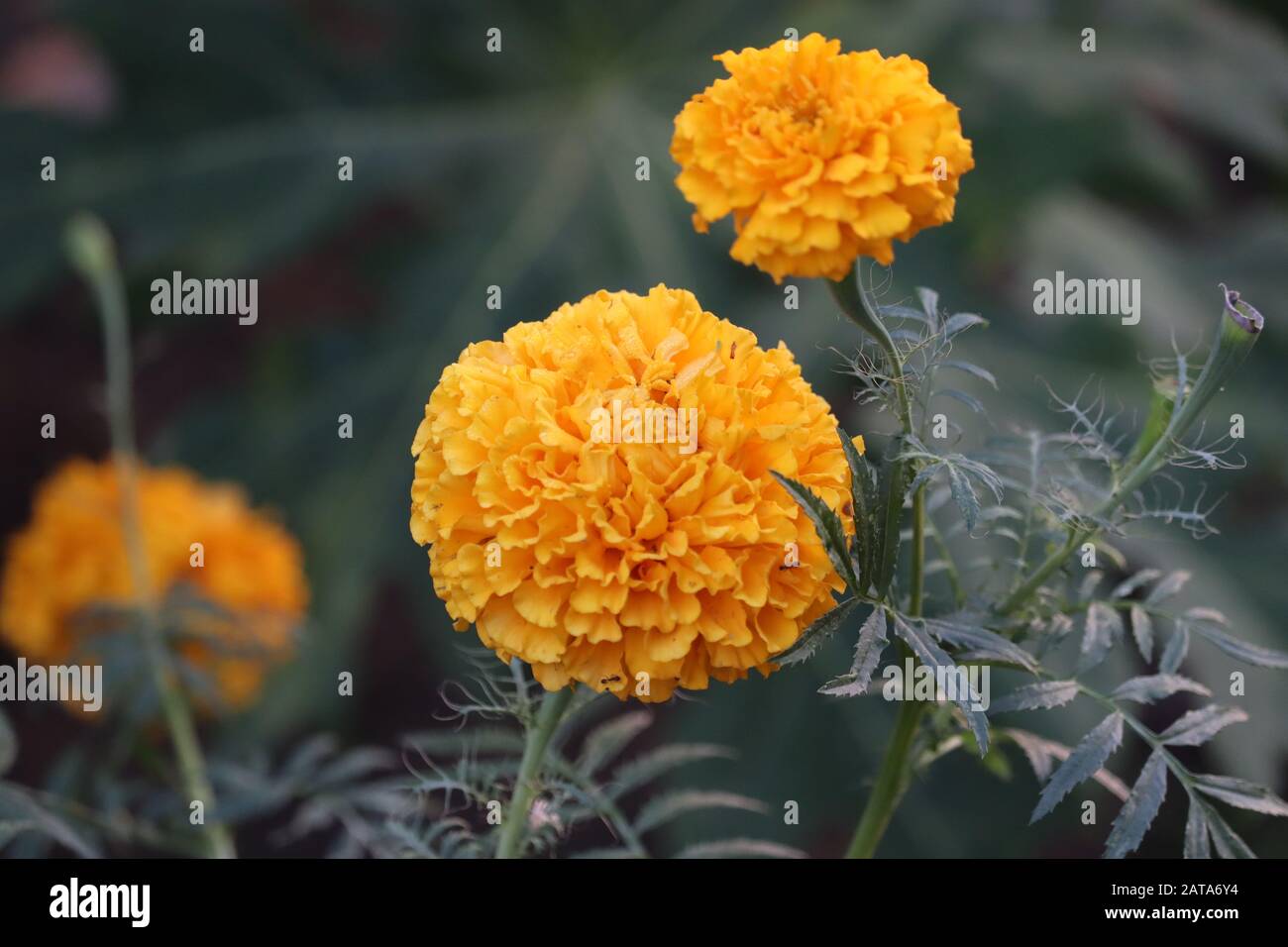 Marigold flower farming hi-res stock photography and images - Alamy