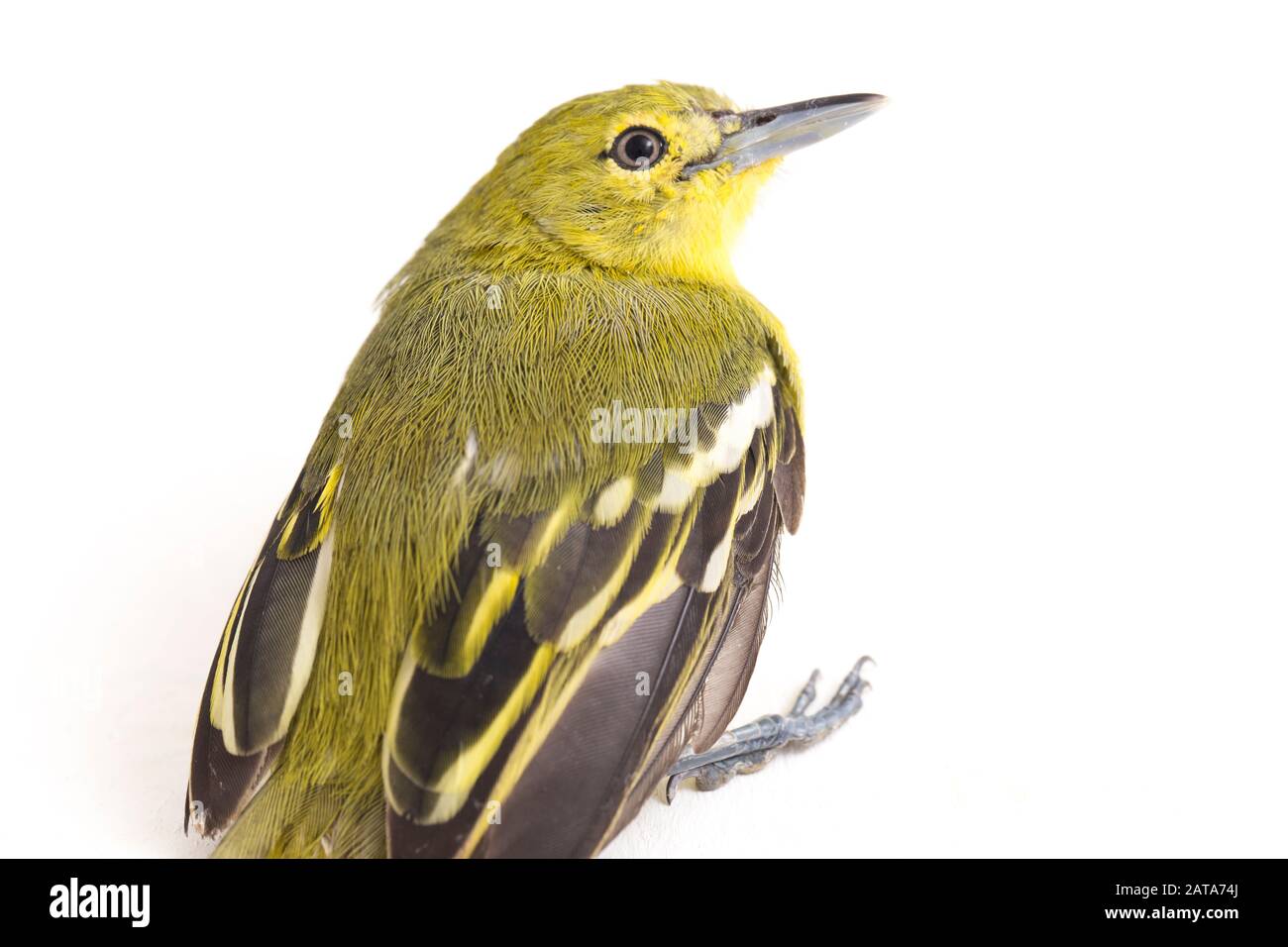 The common iora (Aegithina tiphia) isolated on white background Stock ...
