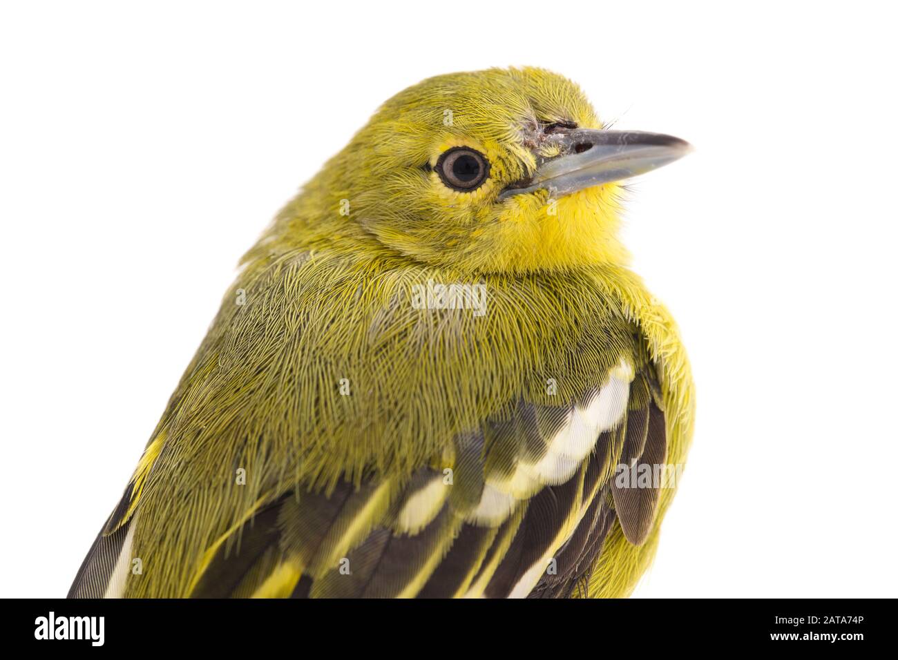 The common iora (Aegithina tiphia) isolated on white background Stock ...