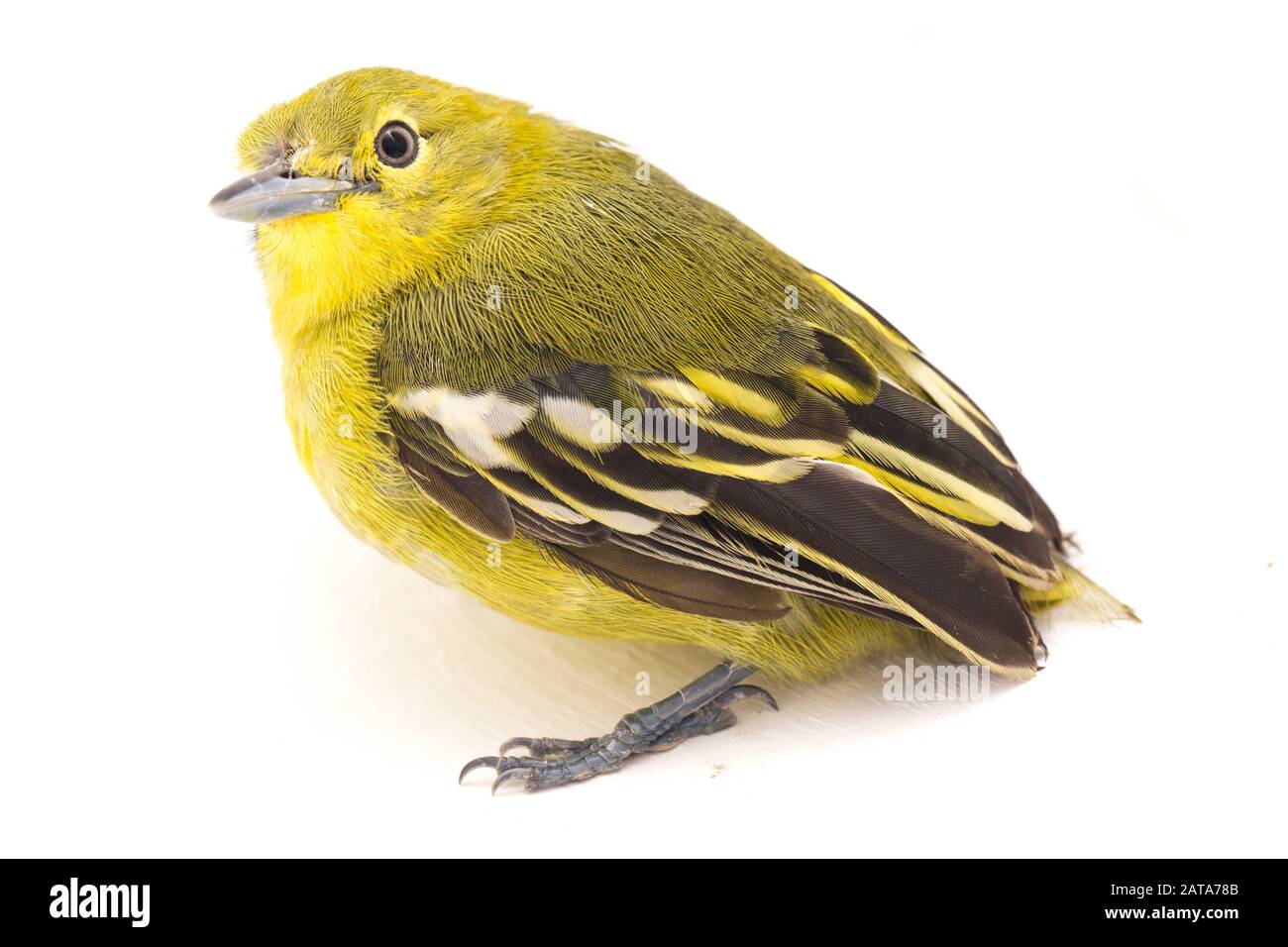 The common iora (Aegithina tiphia) isolated on white background Stock ...