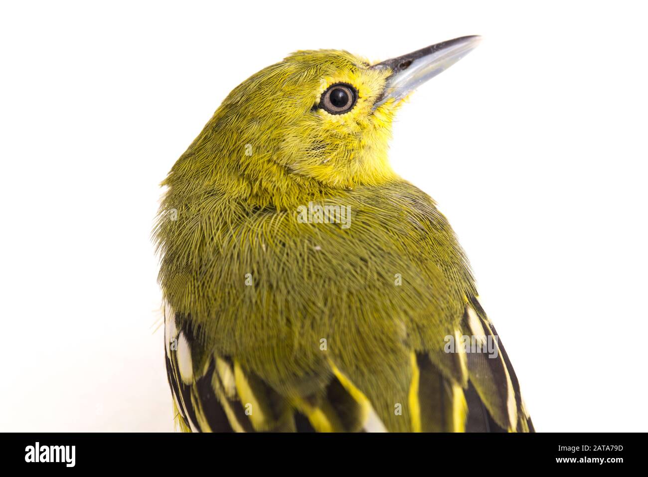 The common iora (Aegithina tiphia) isolated on white background Stock ...