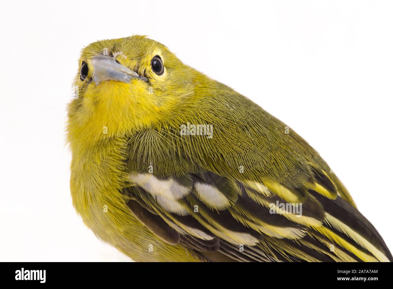 The common iora (Aegithina tiphia) isolated on white background Stock ...