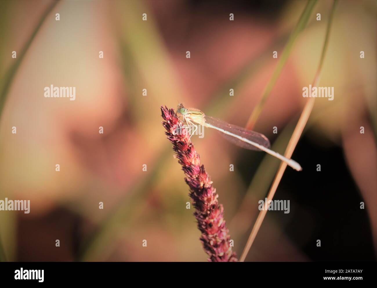 desert dragonfly in autumn ,dragon fly open wings , insect wings Stock ...