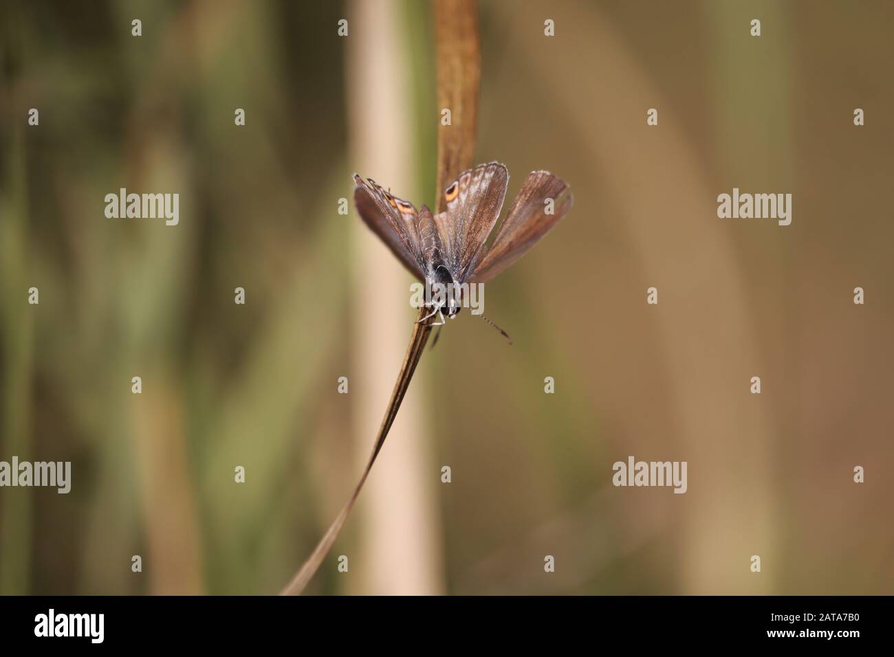 desert butterfly in autumn, butterfly open wings , insect wings Stock ...