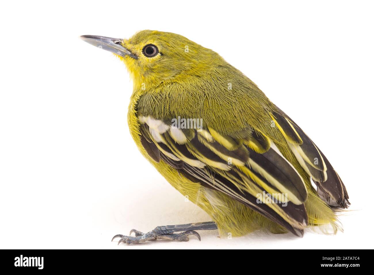 The common iora (Aegithina tiphia) isolated on white background Stock ...