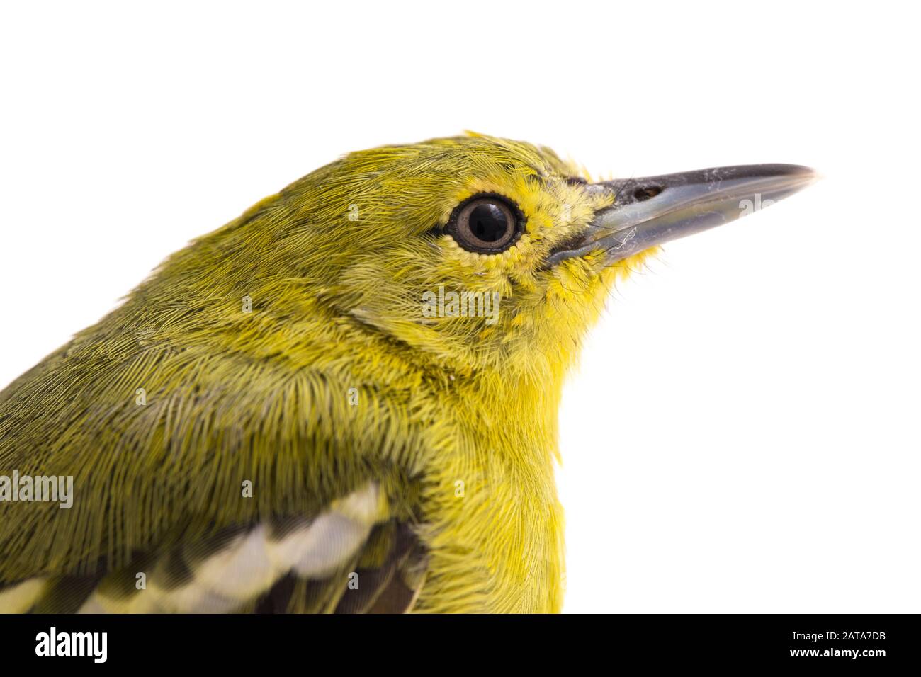 The common iora (Aegithina tiphia) isolated on white background Stock ...