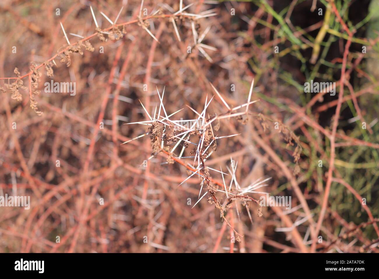 rare shot of autumn throne in thar rajasthan with throne autumn ...